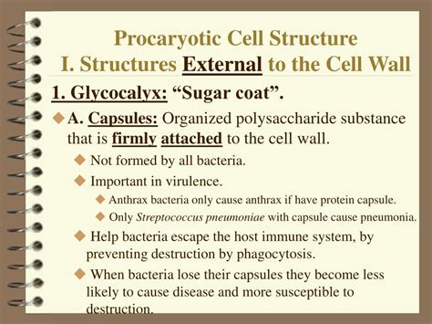 Ppt Chapter 4 Functional Anatomy Of Procaryotic And Eucaryotic Cells Powerpoint Presentation