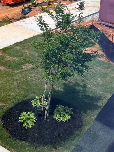 How To Use Arborboost Arborboost Tree And Shrub Fertilizer For