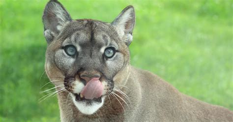 Pet Cougar Makes Neighbors Nervous