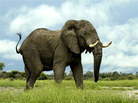 Elephant Pictures National Geographic National Geographic