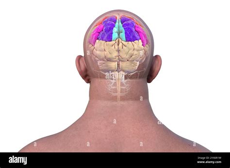 Computer Illustration Of The Parietal Gyri Showing The Postcentral