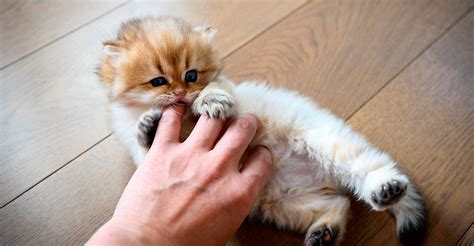 Où Trouver Un Chaton Nos Conseils Pour Trouver Un Chaton Blog Ultra