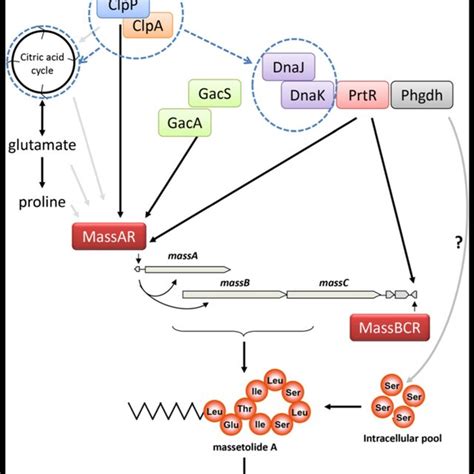 7 Disease Cycle Of Pythium Myriotylum Adapted From Agrios 2005 Download Scientific Diagram