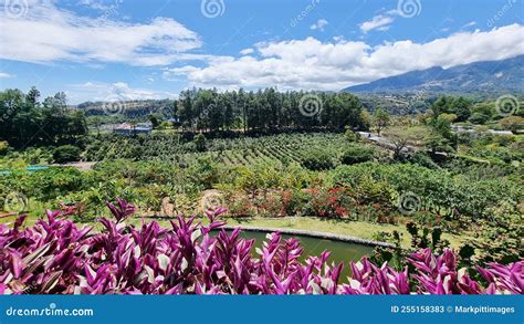 Panama Boquete Panoramic View Of The Valley With Coffee Plantation