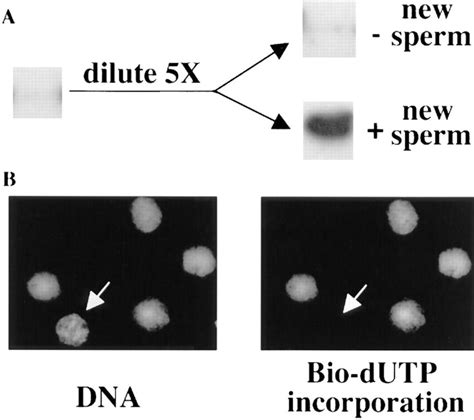 Nuclei Assembled In The Presence Of High Cdk2 Cyclin E Fail To Download Scientific Diagram