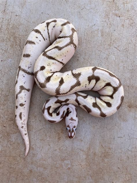 Tsk Axanthic Firefly Enchi Spider Ball Python By Circle A Serpents