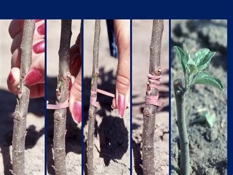 Propagation Of Rootstocks In Temperate Fruits Final Rootstock What Is Rootstock Ppt Propagation Of Rootstocks In Temperate Fruits Final Rootstock What Is Rootstock Ppt