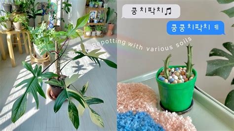 다양한 분갈이 용토 소개 관엽식물 흙 다육이 흙 하이드로볼 난석 등 플로리다 뷰티 몬스테라 두비아 흑룡각 분갈이 Youtube