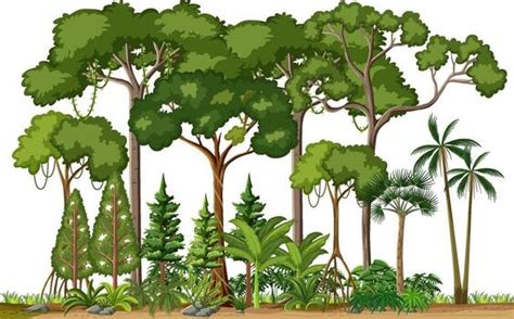 Rainforest Canopy Clipart