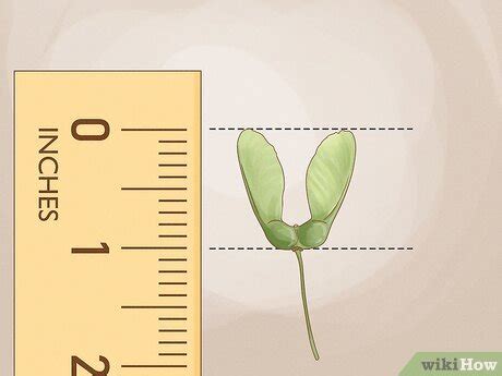 How To Identify Sugar Maple Trees 3 Easy Ways