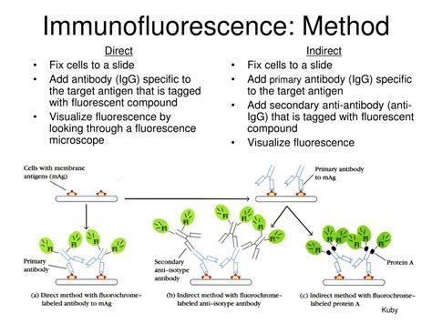 Immunofluorescence Protocol Examples Dkfja