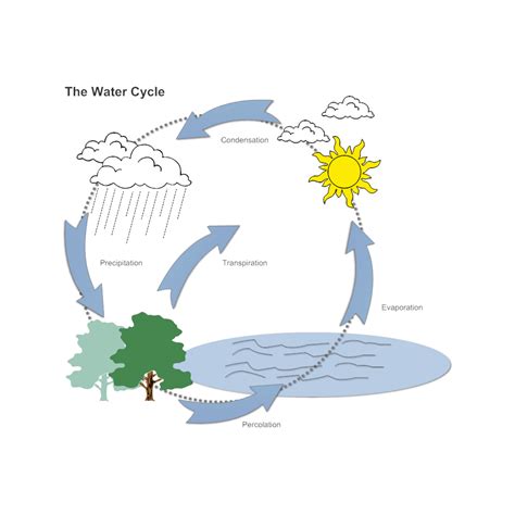 Draw A Labelled Diagram Of A Water Cycle Water Cycle Vector