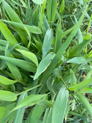 Mudas Capim Tanner Grass Caixa 30 X 30 X 60 7kg De Muda Mercadolivre