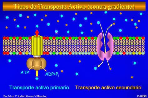 Transporte Activo ~ BiologÍa Umb