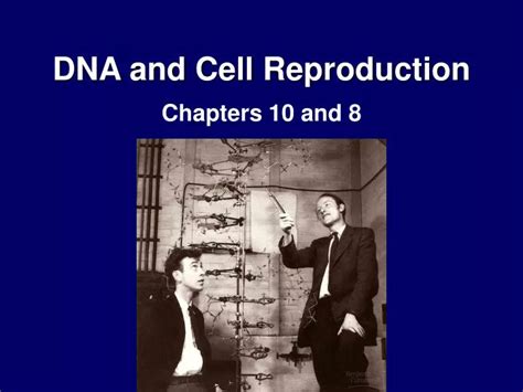 PPT DNA And Cell Reproduction PowerPoint Presentation Free Download ID