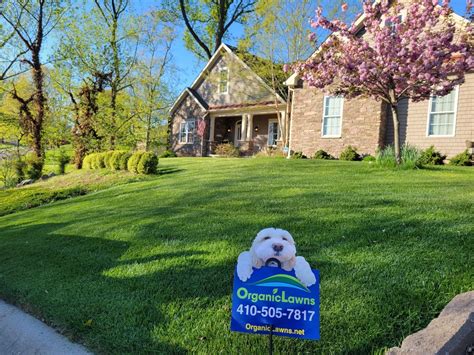 What Is Bermuda Grass And What Does It Look Like Organic Lawns