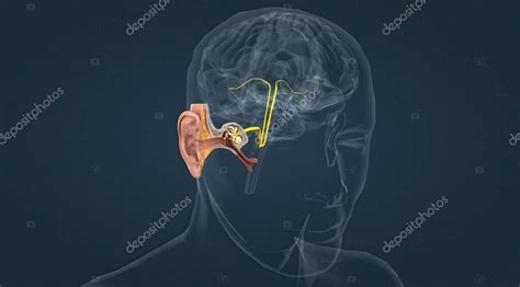 Sensory Innervation To The External Ear Is Supplied By Both Cranial And