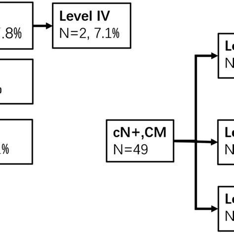 Ipsilateral And Contralateral Lymph Drainage To Each Neck Level In Cn