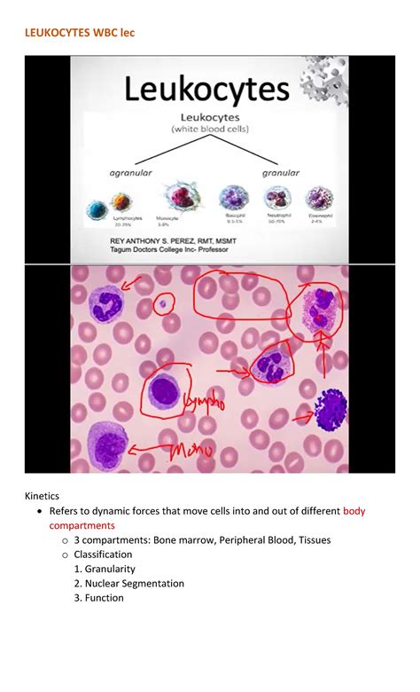 HEMA LEC Final GOD BLESS LEUKOCYTES WBC Lec Kinetics Refers To Dynamic Forces That Move