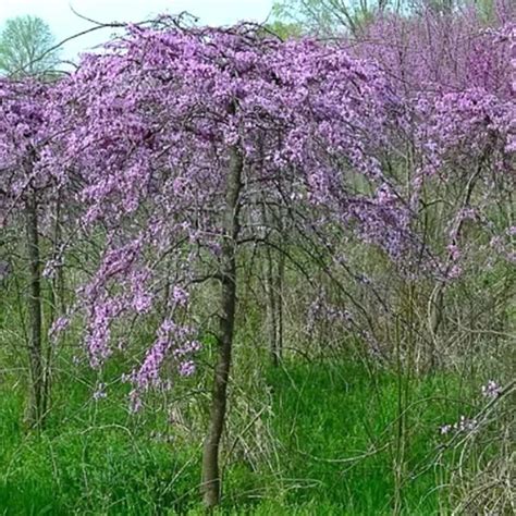 21 Of The Best Redbud Varieties Gardeners Path