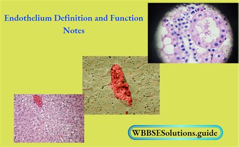 Endothelium Definition And Function Notes Wbbse Solutions