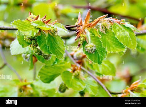 Beech Fagus Sylvatica Close Up Showing The Male And Female Flowers Of The Tree Growing
