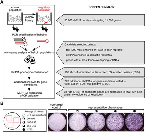 Screen Overview A Schematic Representation Of The Screen Workflow Download Scientific