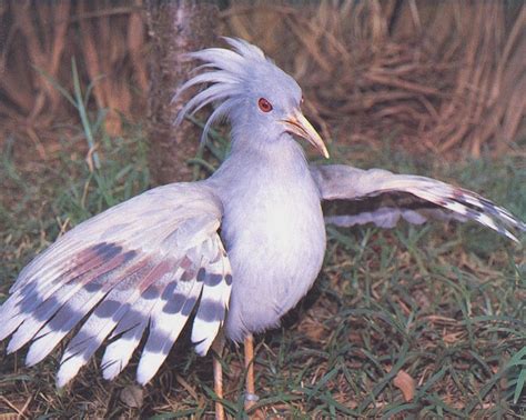 Kagu Bird Of New Caledonia Weird Birds World Birds Pet Birds