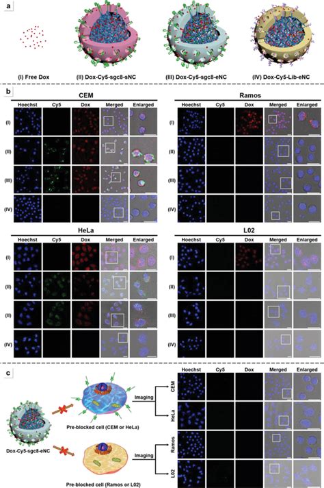 Specific Cellular Internalization Of Anticancer‐drug‐loaded Sgc8‐enc Download Scientific