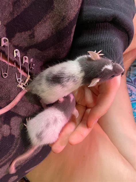 Looking To Identify The Sex Of My Two New Pet Ratsthanks For Your