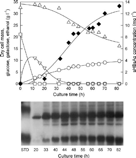 Batch Fermentation Of Recombinant S Cerevisiae 2805 Transformed With