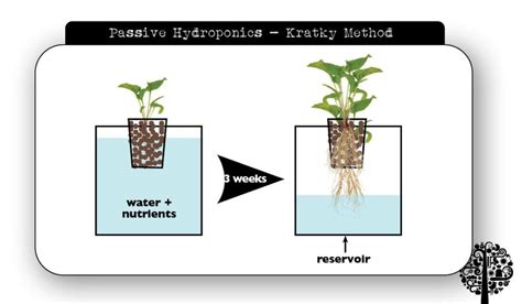 Passive Vs Active Hydroponic Systems Whats The Best And Which 1 To Choose South Elmonte