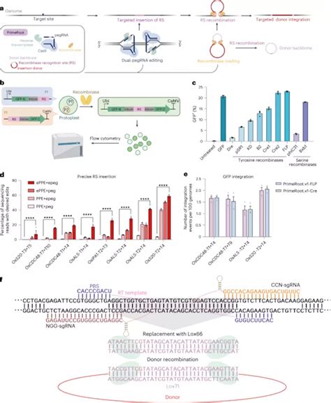 Precise Integration Of Large Dna Sequences In Plant Genomes Using Primeroot Editors Nature