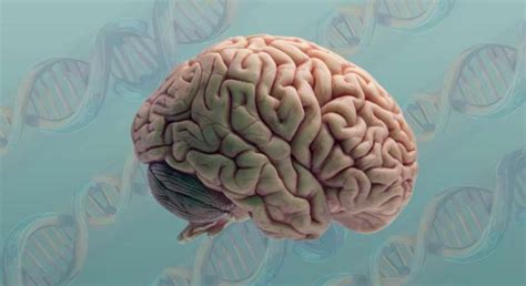 Gene Expression Study Reveals Human Brain Cell Types Becoming More