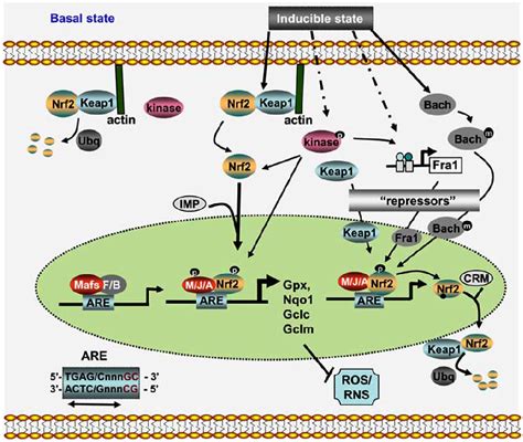 Figure 1 From The Antioxidant Response Element And Oxidative Stress