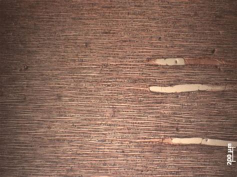 Anthocephalus Macrophyllus Havil Jabon Cross Sections Of The Trunk