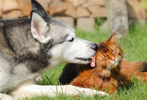 Compassion — Jennifer Field