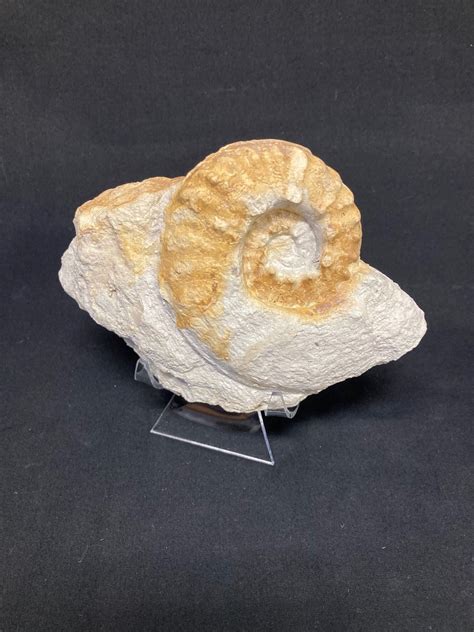 Store Cretaceous Fossils Fossilfactory