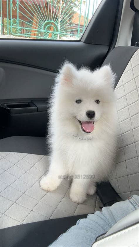 Самоед 3 месеца бебе Самоед 3 месеца Мъжко Бяло Чистокръвно Кучета продава Хасково К