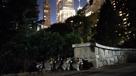 Raccoon Walking At Night