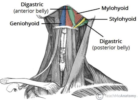 Anatomic Sciences Flashcards Quizlet