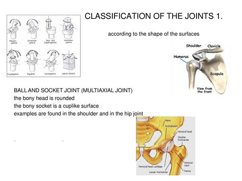 Semmelweis University Faculty Of Medicine Ppt Download