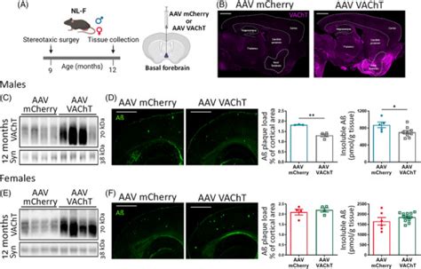 Sex‐dependent Cholinergic Effects On Amyloid Pathology A Translational