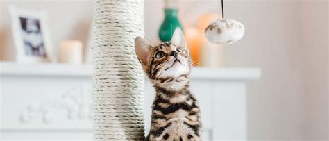 Kittys Grown Up Teeth Are Here