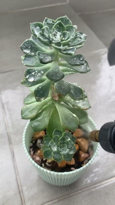 다육이 키우는 중 다육이 키우기 키우기쉬운식물 다육 다육식물 다육스타그램 취미 Shorts Short Plants Plant Succulent