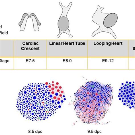 Sex Biases In Heart Development Before Gonad Formation A Cardiac