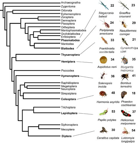 Phylogeny Of Insect Orders And Occurrence Of Volatile Terpenes In