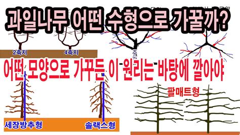 과일나무 어떤 모양으로 가꿀까 어떤 수형으로 가꾸든 이 원리는 바탕에 두어야과수 재배 과일나무 가꾸기 과수 수형 과일나무 모양 만들기 자람과 열매 달림 습성에