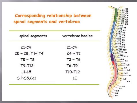 Pyramidal And Extrapyramidal Tracts Of Spinal Cord By Sk Pptx
