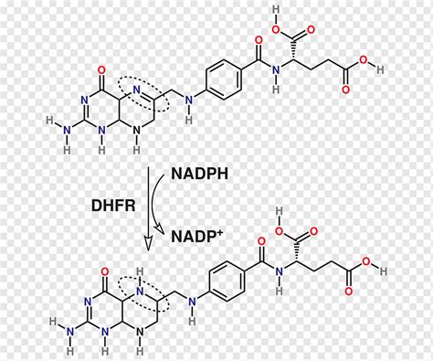 Dihydrofolate Reductase Dihydrofolic Acid Tetrahydrofolic Acid